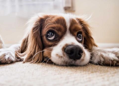 Otitis externa, una de las infecciones más frecuentes en perros